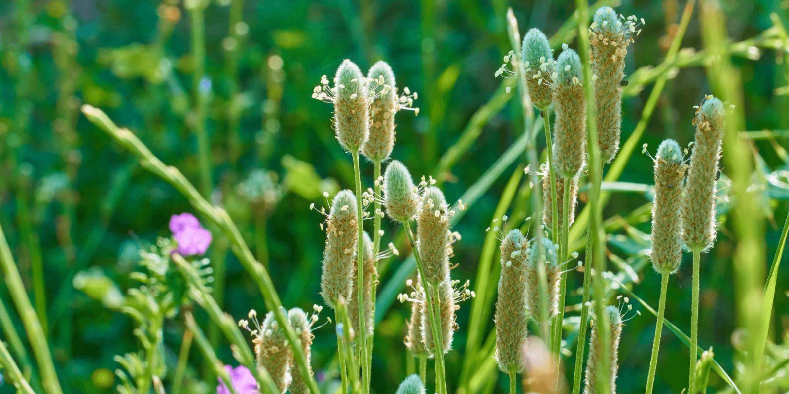 INDIJSKI TRPOTEC (PSYLLIUM) - Sanofarm d.o.o.