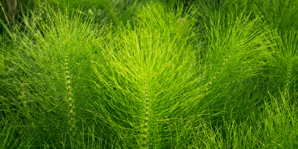 NJIVSKA PRESLICA - Sanofarm d.o.o.