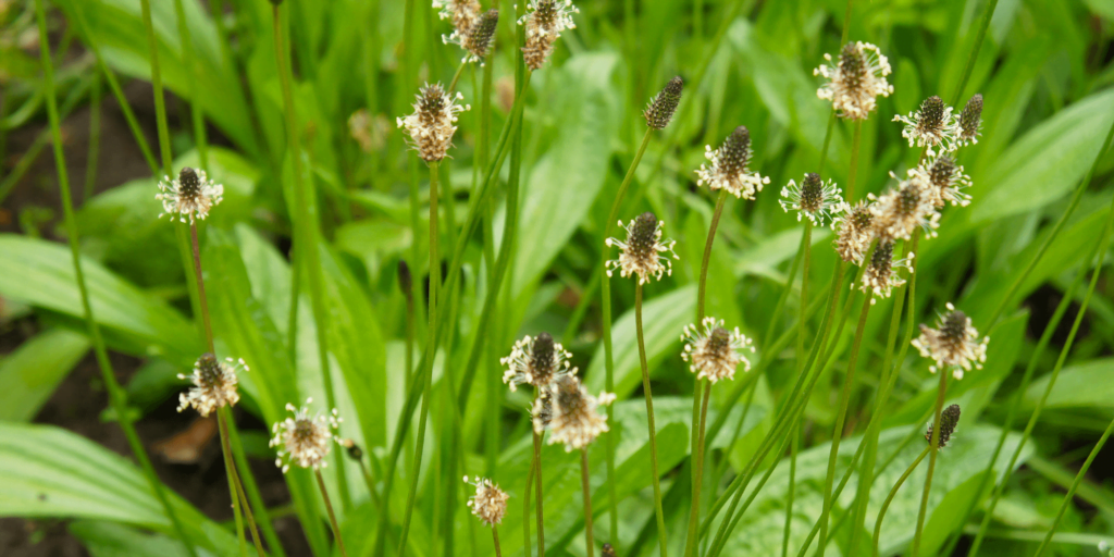 OZKOLISTNI TRPOTEC - Sanofarm d.o.o.