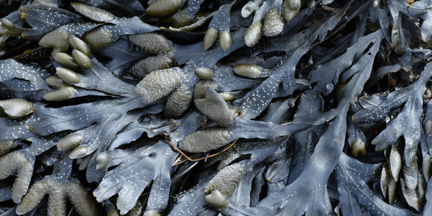 MORSKA ALGA FUCUS VESICULOSUS L. (MEHURJAST BRAČIČ) - Sanofarm d.o.o.